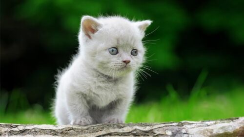 300 Super cute French cat names By Personality, Interest