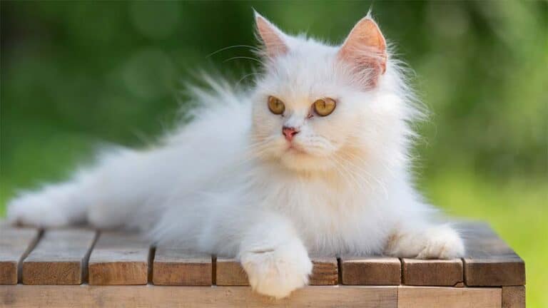 300 Super cute French cat names By Personality, Interest