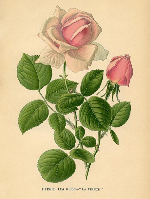 Popular flowers in France + their French flower names & meanings