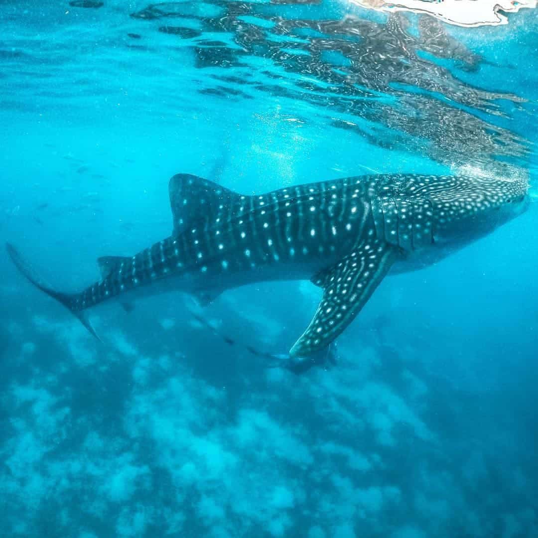 15 Best Bicol Tourist Spots And Things to do in Bicol (Travel Guide ...