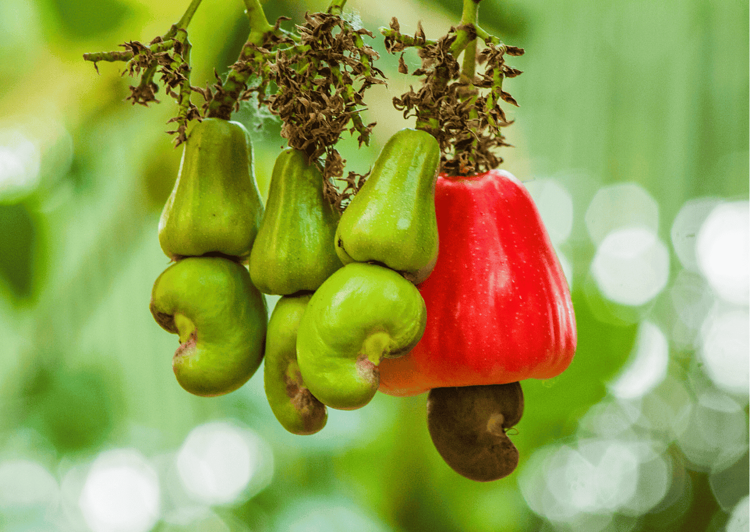 Fruits in Guatemala - 12 Exotic Guatemalan Fruits You Should Try