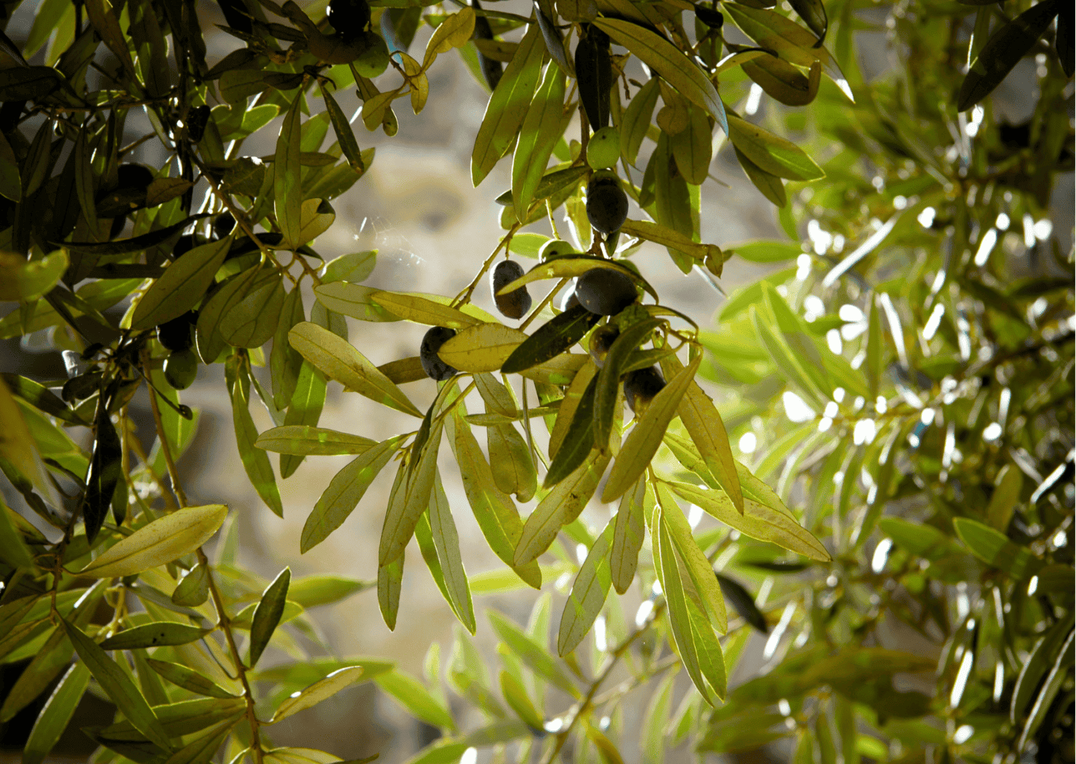 Portuguese Fruits - 25 Portugal Fruits You Shouldn't Miss