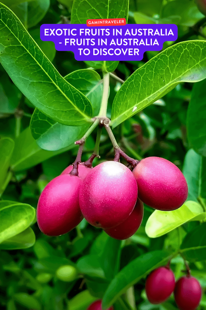 Exotic Fruits In Australia - Fruits In Australia To Discover