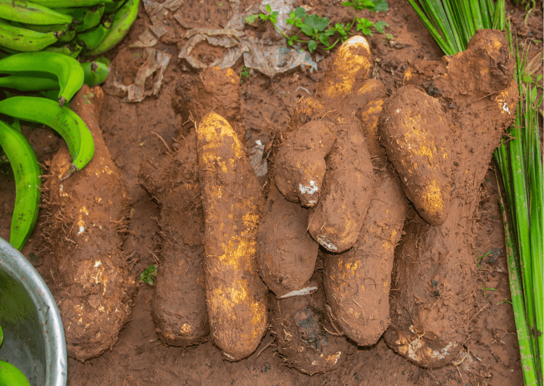 Madagascar Fruits And Vegetables And Exotic Fruits To Try