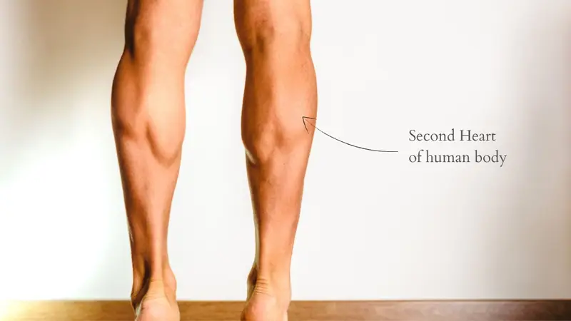 Which organ is called second heart of the body? Everything you need to ...