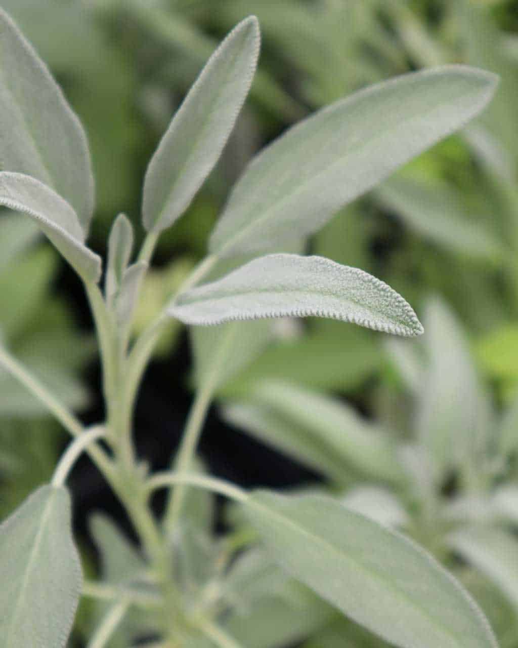 12 of the Best Sage Green Paint Colours for Every Interior