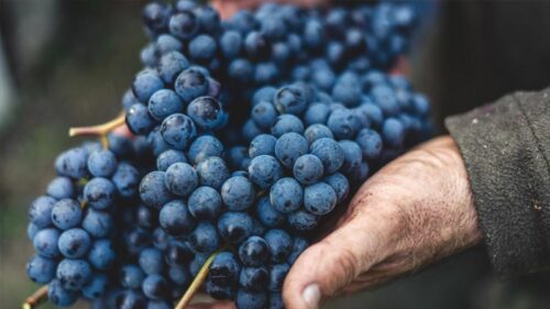 The Curious History and Joy of French Wine | Annie André