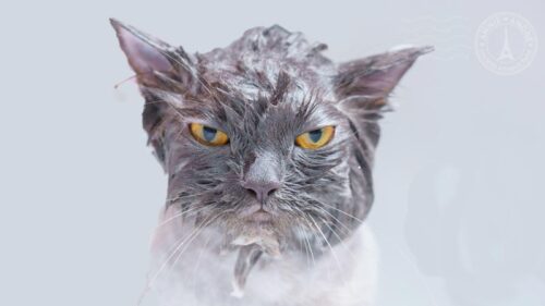 300 Super cute French cat names By Personality, Interest