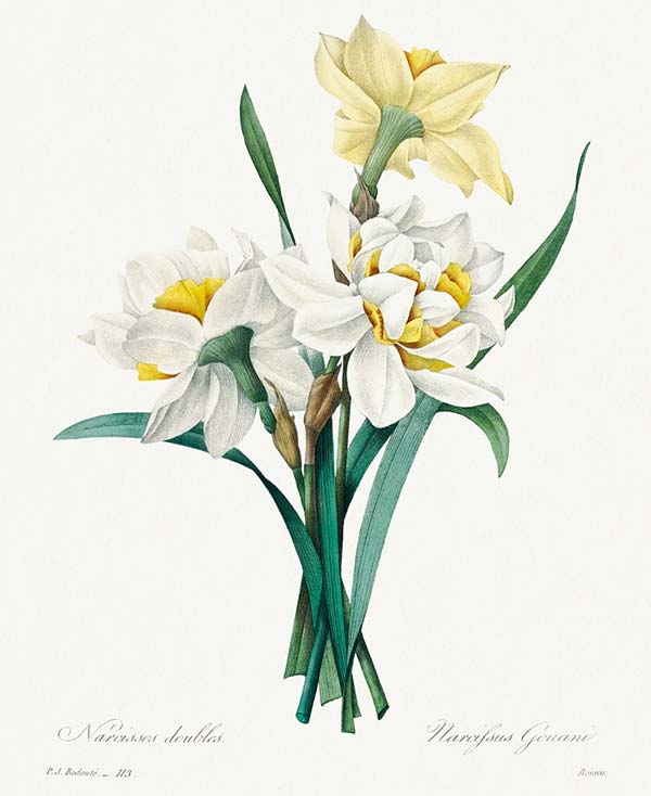 Popular flowers in France: Their French flower names & meanings