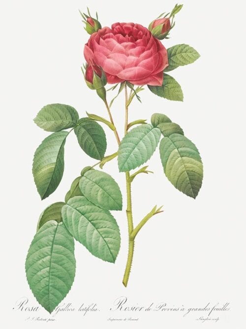 Popular flowers in France: Their French flower names & meanings