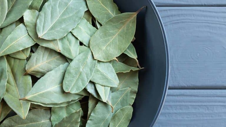 French herbs, spices & seasonings used in French cuisine