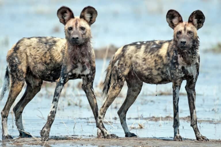 African Wild Dogs – Discover Africa