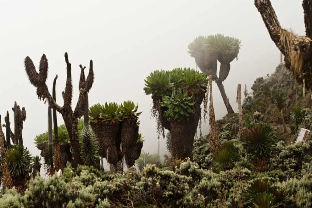 5 of the most unique plants in Kenya – Discover Africa