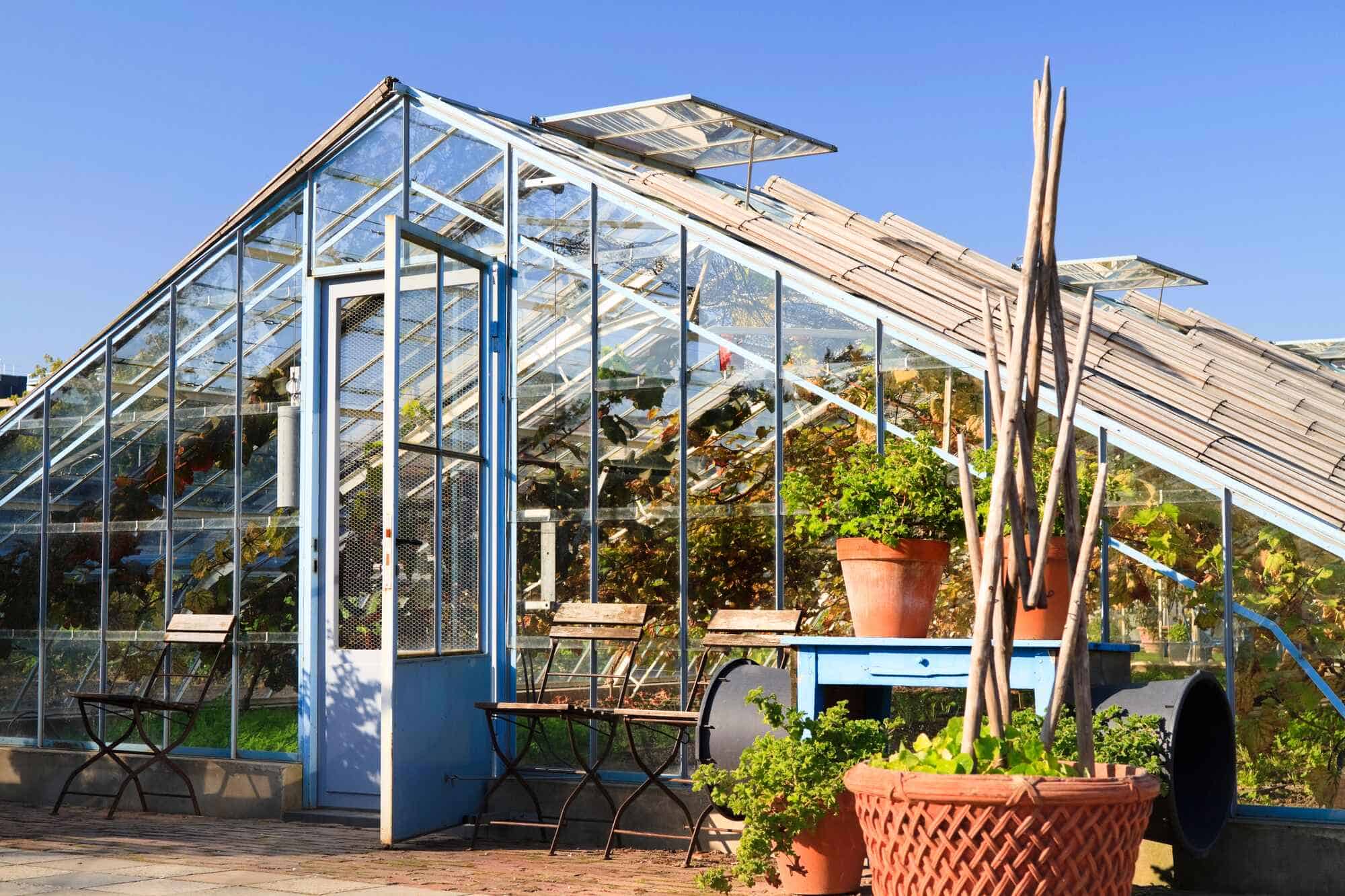 7 Tips for Growing Tropical Plants in a Greenhouse - Green Home Gnome