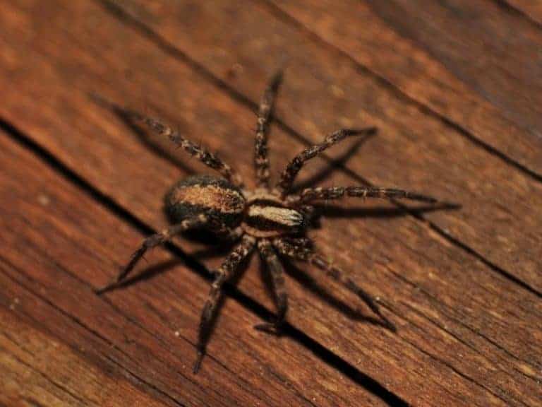 How To Keep Spiders Away From Patio (13 Most Effective Ways)
