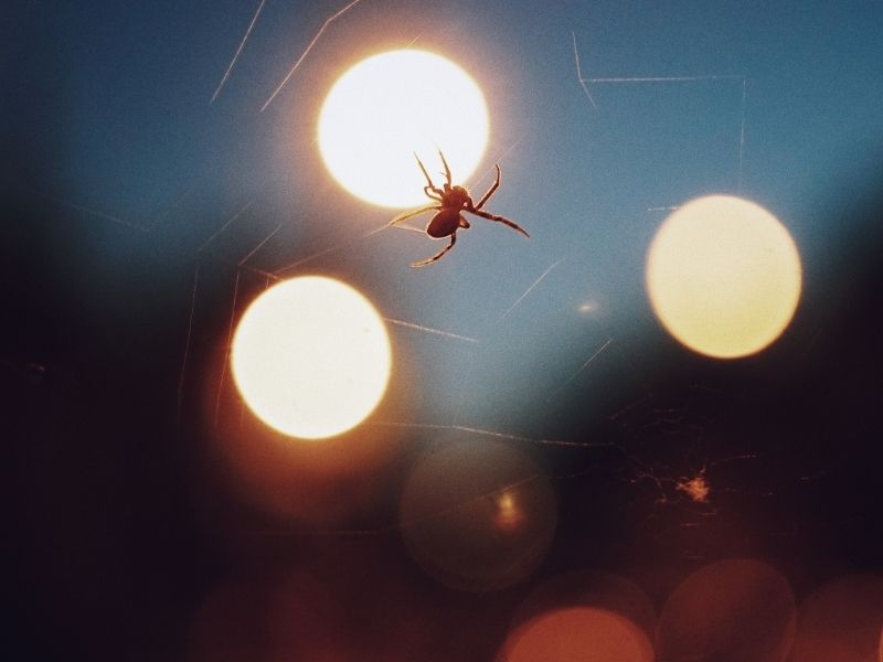 How To Keep Spiders Away From Patio (13 Most Effective Ways)