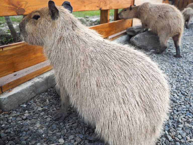 Visiting Puli on the Way to Sun Moon Lake or Cingjing Farm - Taiwan ...