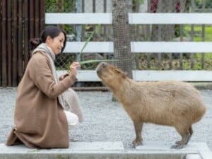 10+ Best Places to See Capybaras in Taiwan - Taiwan Obsessed