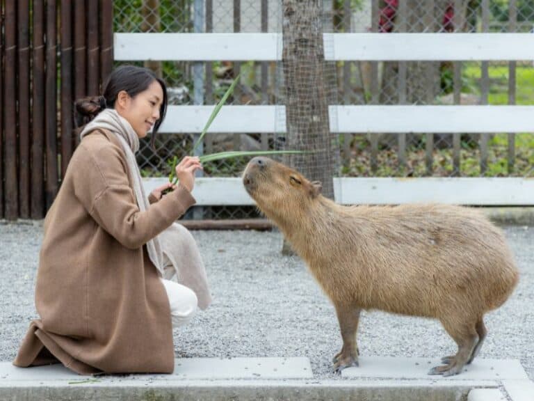 10+ Best Places to See Capybaras in Taiwan - Taiwan Obsessed