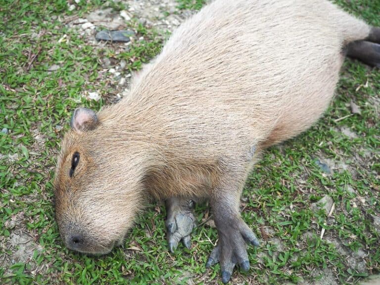 10+ Best Places to See Capybaras in Taiwan - Taiwan Obsessed