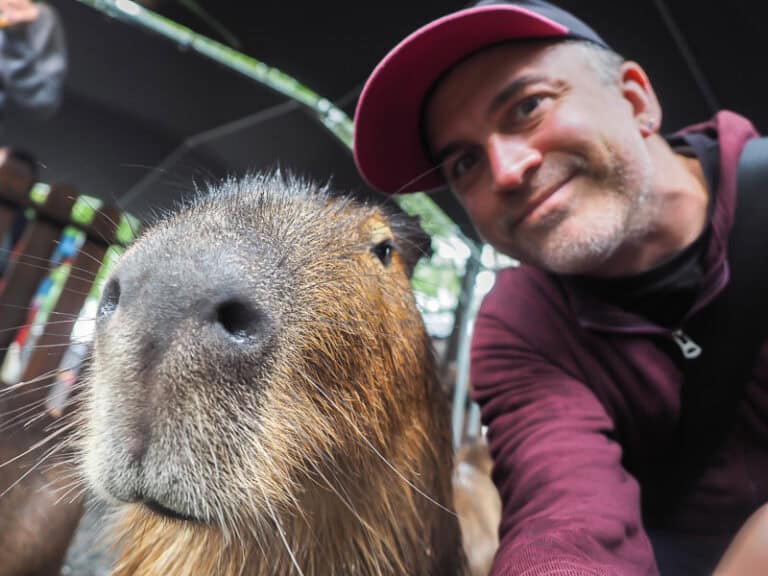 10+ Best Places to See Capybaras in Taiwan - Taiwan Obsessed