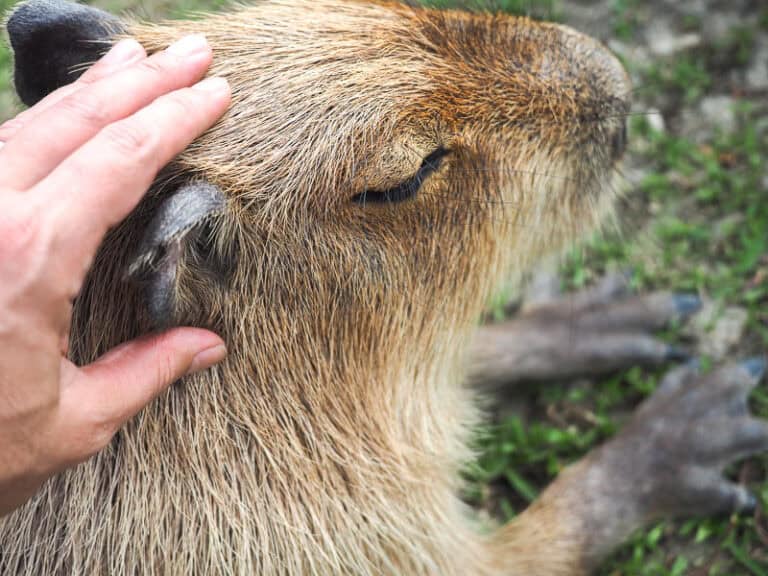 10+ Best Places to See Capybaras in Taiwan - Taiwan Obsessed