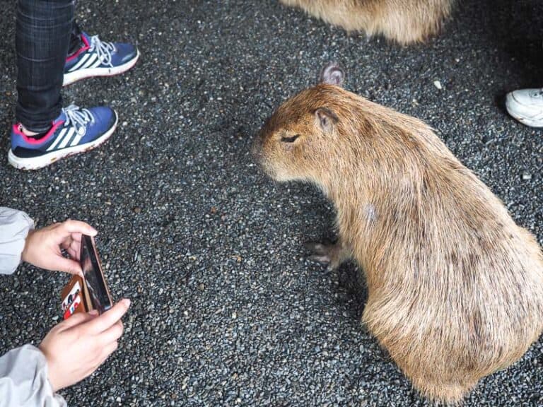 10+ Best Places to See Capybaras in Taiwan - Taiwan Obsessed