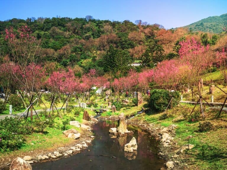 Qingtiangang Grassland: The Best Easy Hike in Yangmingshan NP - Taiwan Obsessed