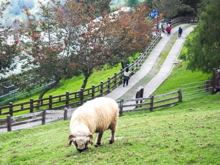 A Travel Guide to Cingjing Farm, Taiwan’s High Mountain Leisure Farm - Taiwan Obsessed