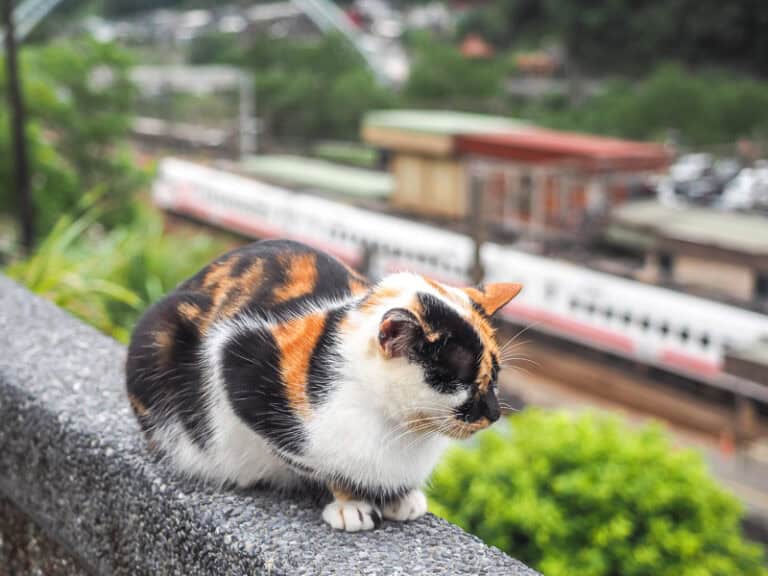 Pingxi Railway Line: A Guide to All 11 Awesome Stops - Taiwan Obsessed