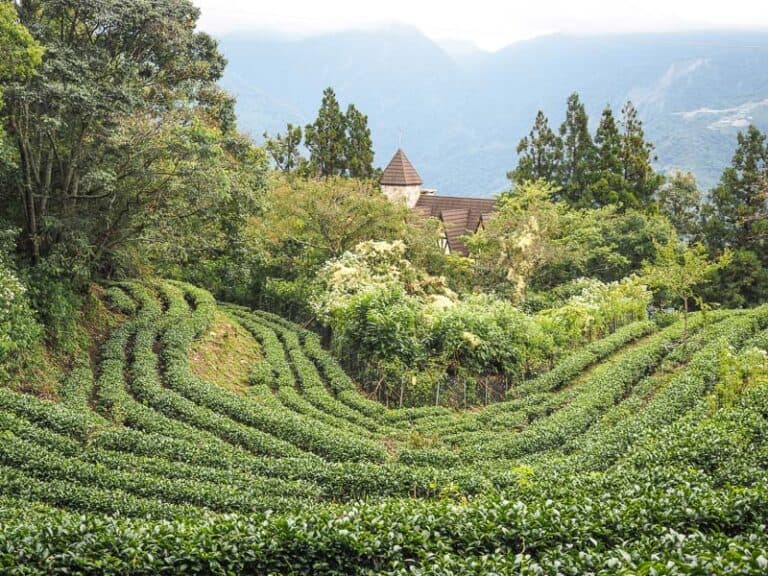 A Travel Guide to Cingjing Farm, Taiwan’s High Mountain Leisure Farm - Taiwan Obsessed