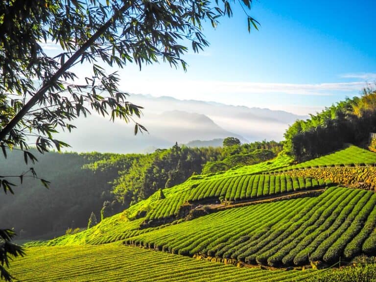 Eryanping & Tea Mist Trail: Two Amazing Hikes En Route to Alishan ...