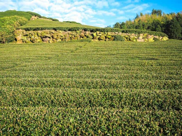 Eryanping & Tea Mist Trail: Two Amazing Hikes En Route to Alishan ...