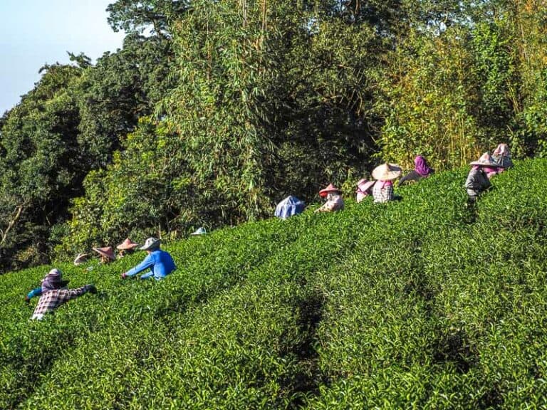 Eryanping & Tea Mist Trail: Two Amazing Hikes En Route to Alishan ...