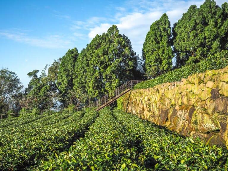 Eryanping & Tea Mist Trail: Two Amazing Hikes En Route to Alishan ...