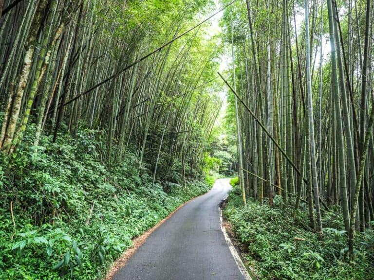 Eryanping & Tea Mist Trail: Two Amazing Hikes En Route to Alishan ...