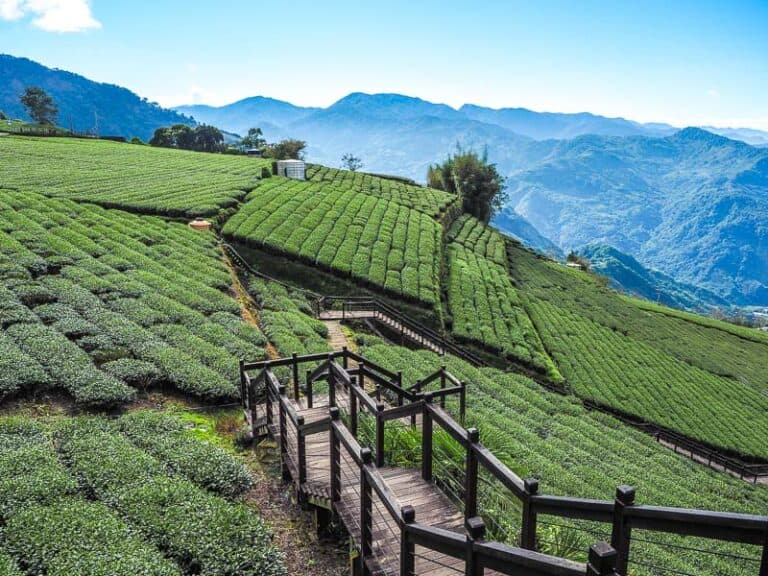 Alishan Itinerary: How to Simplify This Part of Your Trip - Taiwan Obsessed