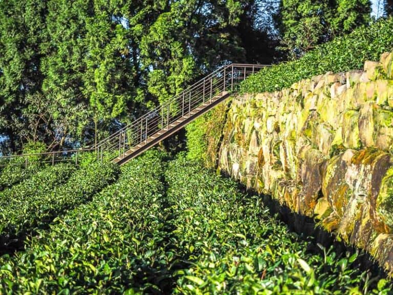 Eryanping & Tea Mist Trail: Two Amazing Hikes En Route to Alishan ...