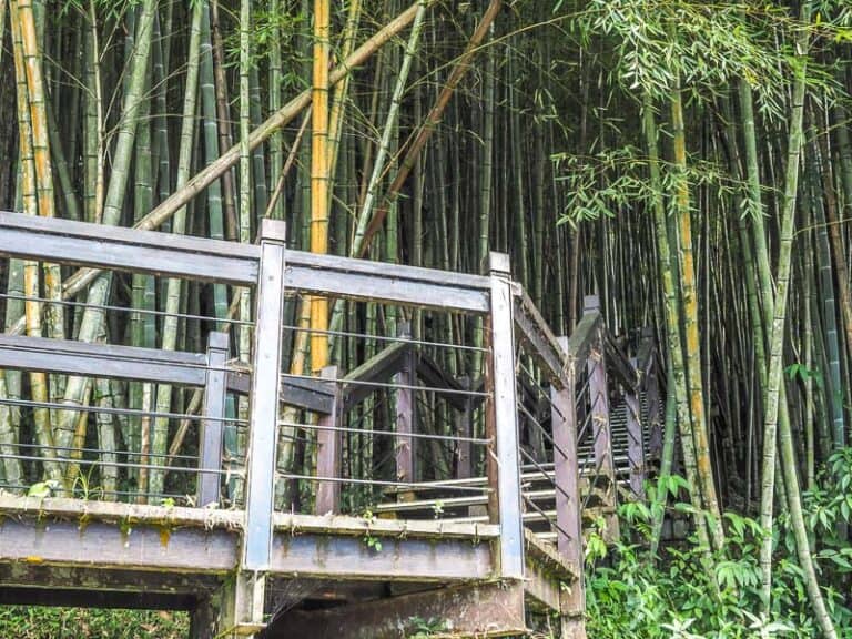 Shizhuo’s Stunning Bamboo Forests, Tea Farms, Sunsets, and Hikes ...