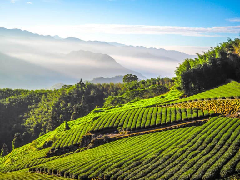 Eryanping & Tea Mist Trail: Two Amazing Hikes En Route to Alishan ...