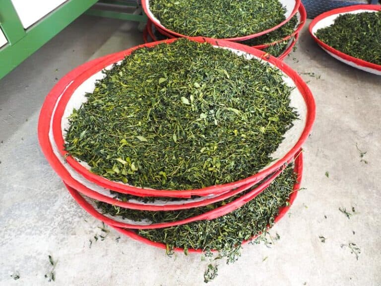 Shizhuo’s Stunning Bamboo Forests, Tea Farms, Sunsets, and Hikes ...