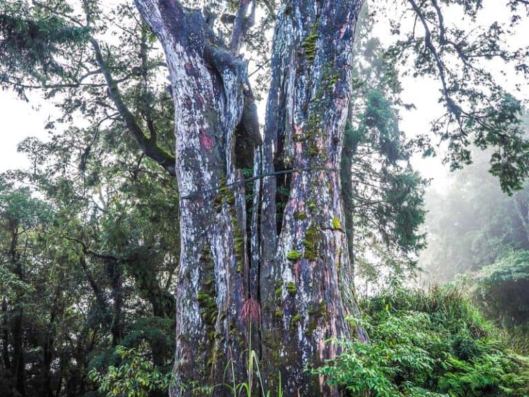 How to Visit Taipingshan, Northern Taiwan’s Top Mountain Resort ...