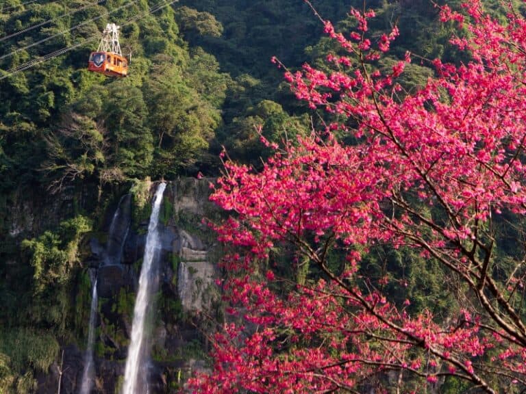 Cherry Blossoms in Taiwan: Best Spots & 2026 Viewing Times - Taiwan ...