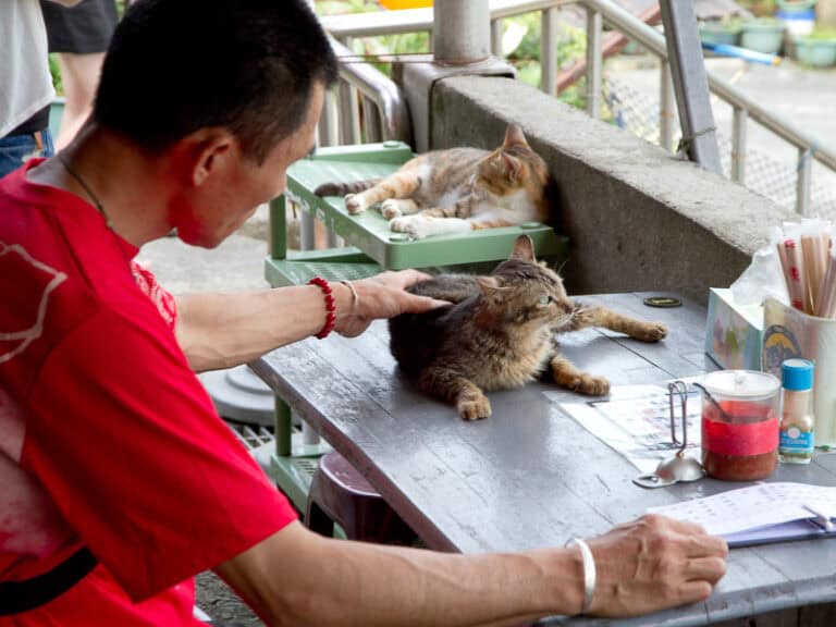 Houtong Cat Village: Taiwan’s Cat-Themed Coal Mining Village - Taiwan Obsessed
