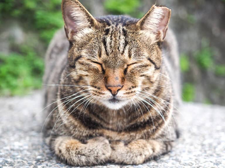 Houtong Cat Village: Taiwan’s Cat-Themed Coal Mining Village - Taiwan Obsessed