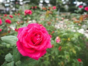 A Guide to Taiwan’s Best Flower Viewing Seasons and Festivals - Taiwan ...