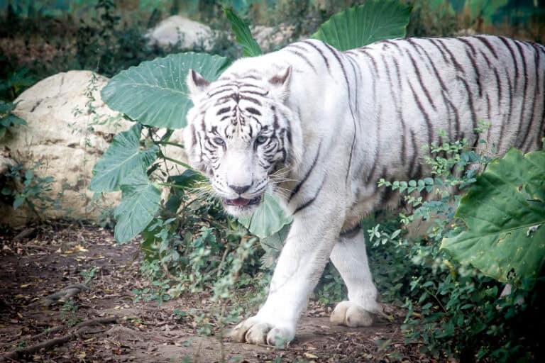 Our 20 Favorite Things to Do in Taiwan with Our Kids - Taiwan Obsessed