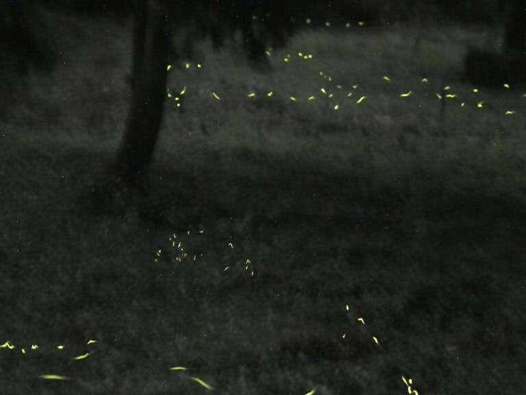 Fenqihu Old Street: Bentos, Bamboo & Fireflies in Alishan Region ...