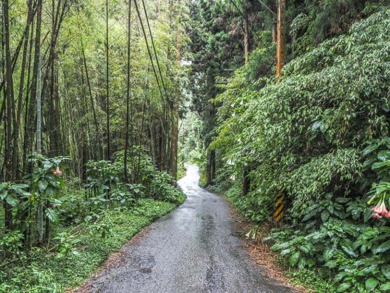 Fenqihu Old Street: Bentos, Bamboo & Fireflies in Alishan Region ...