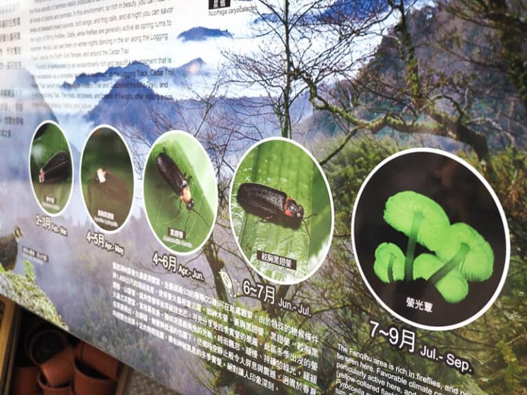 Fenqihu Old Street: Bentos, Bamboo & Fireflies in Alishan Region ...